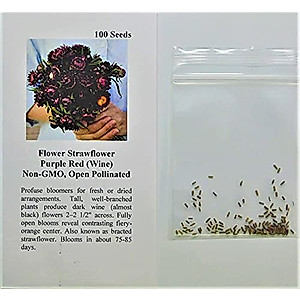 David's Garden Seeds Flower Strawflower Purple Red 5461 (Wine) 50 Non-GMO, Heirloom Seeds