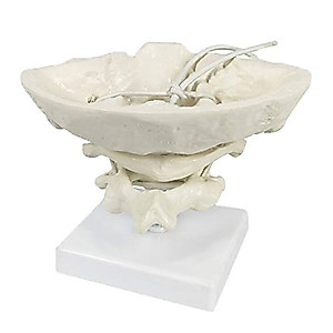 FHUILI Educational Model Occiput Model - Human Cervical Spine Model Occipital Bone Model PVC Material Atlas and Axis with Occipital Bone Model for Medical Teaching Training Aid,A