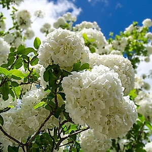 Old Fashion Snowball Viburnum Plant Live, White Snowball Bush Plant from 8 Inc Tall 4 Inc Pot for Planting