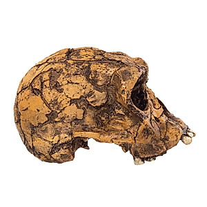 Homo Habilis KNM ER 1813 Skull (Teaching Quality Recreation)