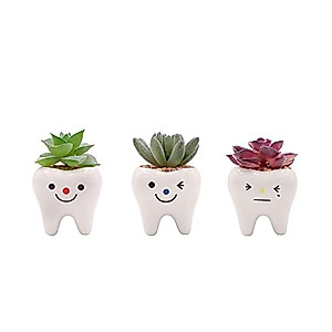 MONMOB Pack of 3 Mini Shaped Tooth Planter Ceramic Succulent Plant Pots Set for Small Succulent Tooth Gifts for Adults Kids Women Dentist