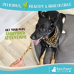 Raw Paws Lamb Pizzle Twists for Dogs, 5-9" (10 Pack) - USA Packed Natural Lamb Pizzle Sticks - Free-Range, Digestible Lamb Bully Sticks - Grain-Free Lamb Twist Dog Chew Sticks - Lamb Dog Treats