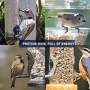 EasyGoProducts Sunflower Kernels – Sun Flower Chips Wild Bird Food – 50 lb