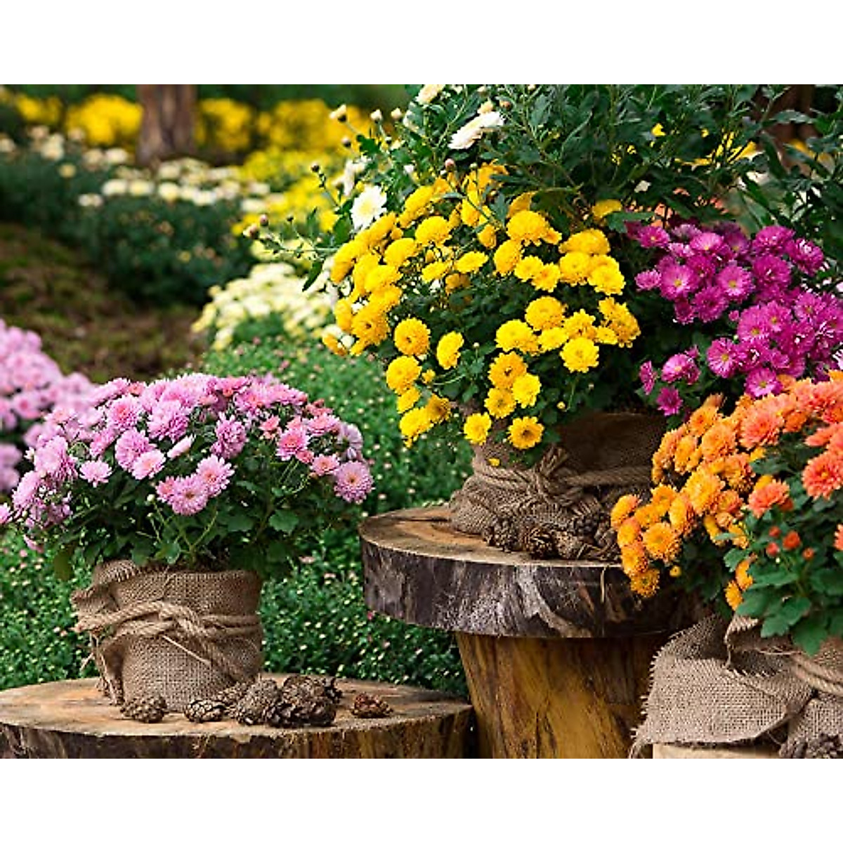 DICHMAG 300+ Chrysanthemum Heirloom Rare Ground Cover Seeds for Planting - Non-GMO Rare Dwarf Cover Landscape Flower Seeds Mixed Color Yellow