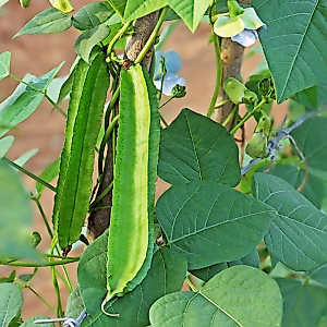100 Winged Bean Seeds - Đậu Rồng - Aka. Dragon Bean, Four Angled Bean, Cigarillas, Goa Bean, Manila Bean, Princess Bean - Non GMO, Untreated, Heirloom DIY Plant Seedling Garden