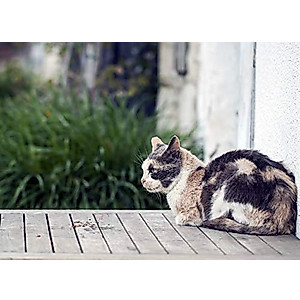 HAPPY PET VITAMINS LLC cat Allergy Prevention - CAT Allergy Relief - Supports Immune System - Vet Recommended - Itch Relief - quercetin Powder for cat - 2 Bottles (150 Chew Tablets)