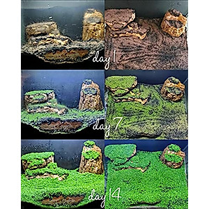 Wpmlady 4 Pack Aquarium Small Leaf Grass