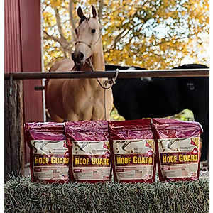 Equine Hoof Guard 10 lb, Concentrated Hoof Supplement, 32 mg. of Biotin