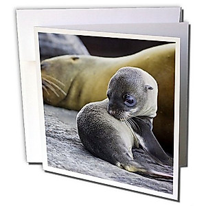 3dRose Ecuador Galapagos Islands Sea Lions 6 x 6 Inches Greeting Cards, Set of 12 (gc_86459_2)
