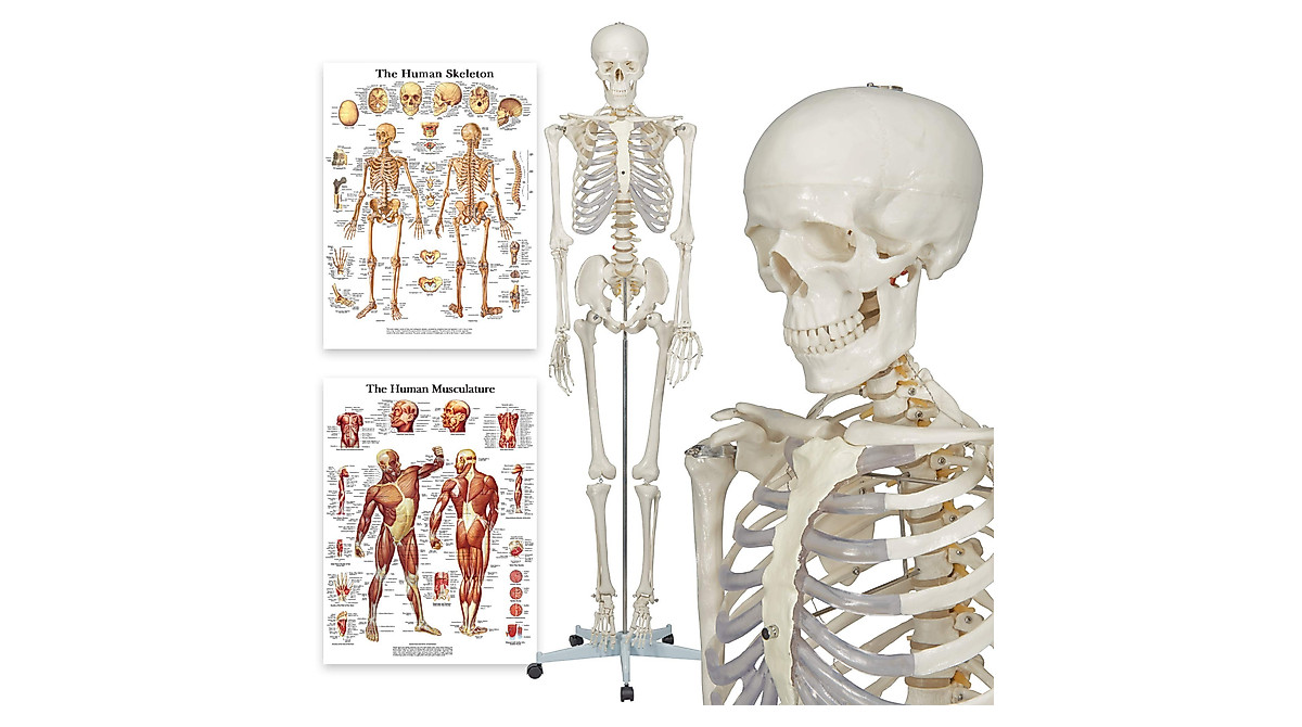 Buddy the Budget Skeleton - Life-Size Human Anatomy Model for Education
