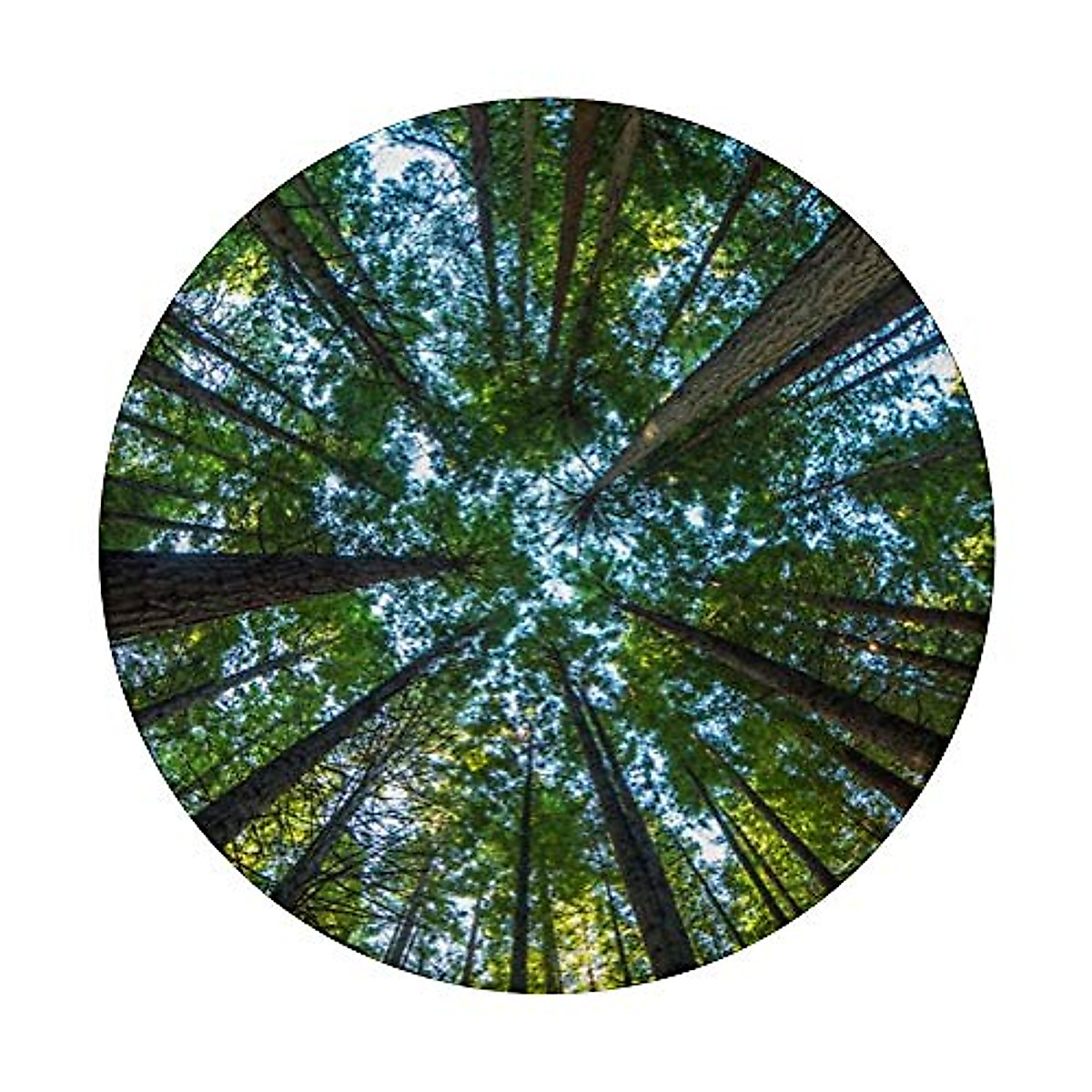 Nature Giant Redwood Trees PopSockets PopGrip: Swappable Grip for Phones & Tablets