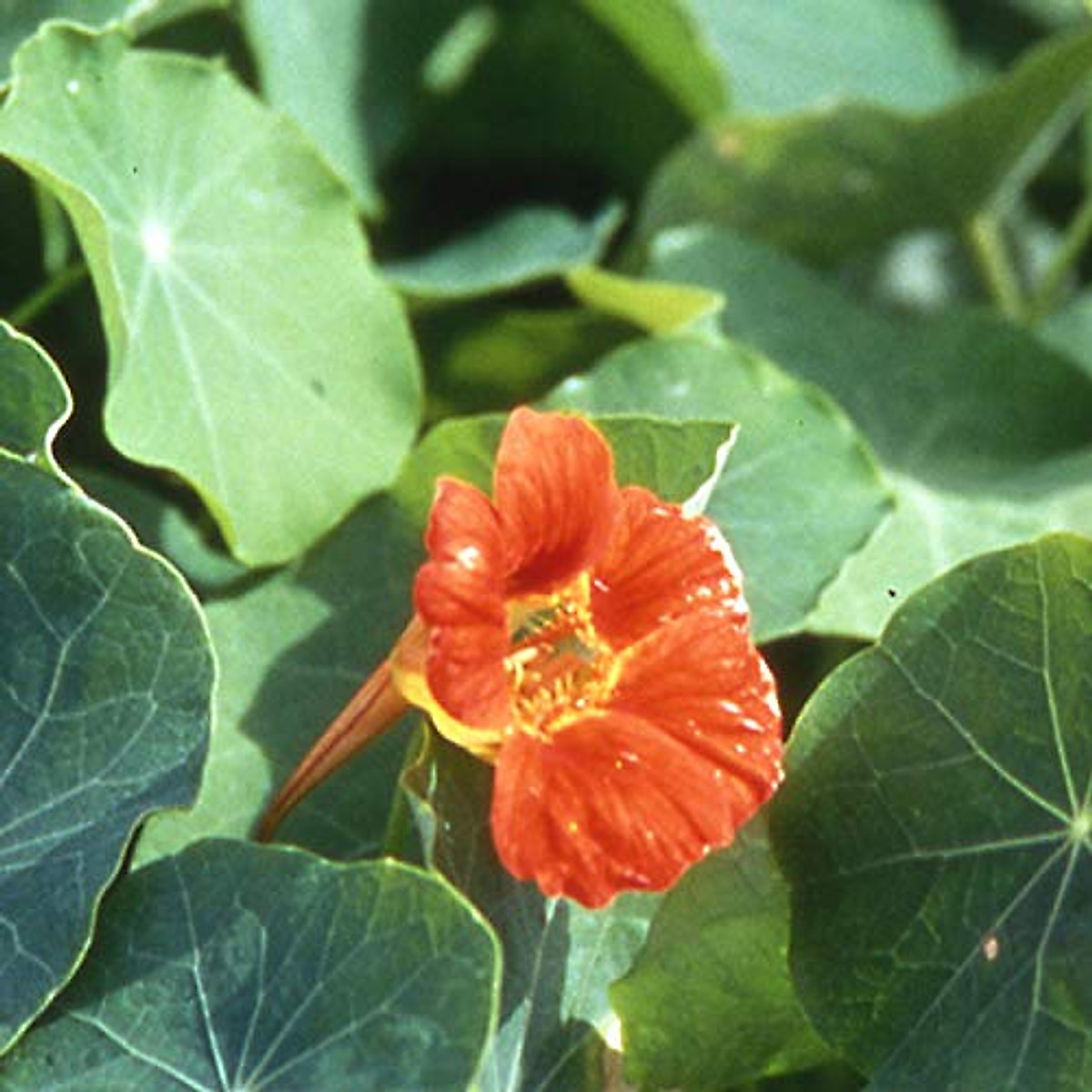 Outsidepride Tropaeolum Nasturtium Vesuvius Climbing, Vining, Flowering, Plants for Trellis, Fences, Arbors & More - 200 Seeds