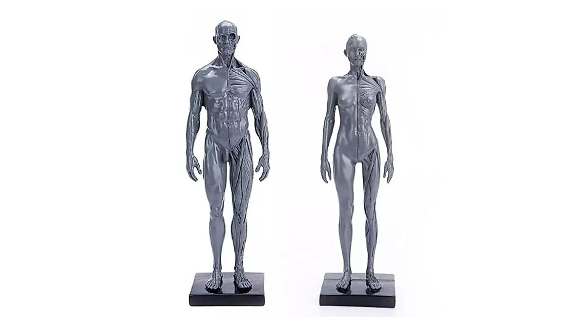 Human Anatomy Figure for Artists and Medical Students