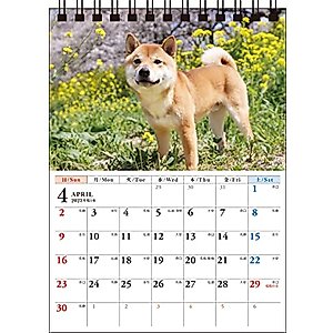 2023 柴犬カレンダー 卓上書き込み式 [B6タテ] 【S3】 (永岡書店のカレンダー)