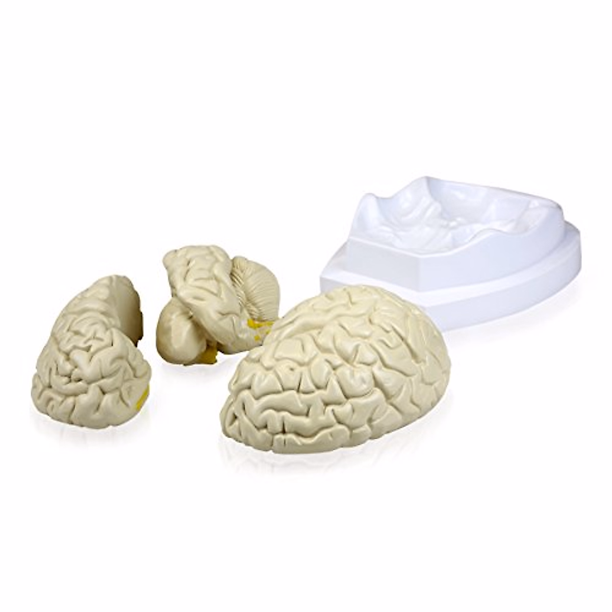 Walter Products B10401-3 Human Brain Model, Life Size, 3 Parts, 6 x 5 x 7.5 Inches