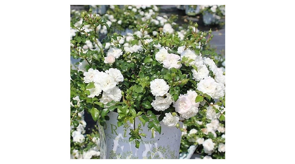 CHUXAY GARDEN Miniature White Rose Seeds - Hardy and Versatile