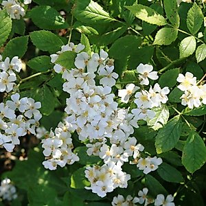 Rosa Multiflora Seeds Multiflora Rose, Baby Rose Fragrant Edible Fruit Culinary Uses Garden Borders Outdoor 20Pcs Flower Seeds by YEGAOL Garden