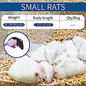 MiceDirect Frozen Rat Small Feeder Snake Food Adult Ball Pythons Adult Red Tail Boas Monitors Lizards: 45 – 84.99 Grams (15 Count)
