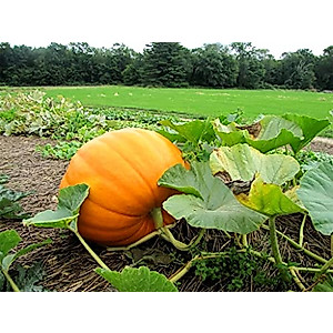 Giant Pumpkin Titan Seeds 10 Seeds for Planting Vegetable Garden Squash Gourd Seeds