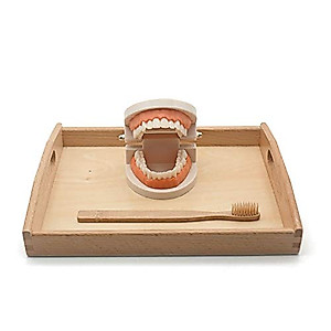 MEROCO Montessori Practical Life Brushing Teeth Model and Cards Montessori Homeschool Learning Preschool Toys for Toddlers