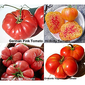 Mixed Seeds! 30 Giant Tomato Seeds, Mix of 19 Varieties, Heirloom Non-GMO, Brandywine Black, Red, Yellow & Pink, Mr. Stripey, Old German, Black Krim, from USA