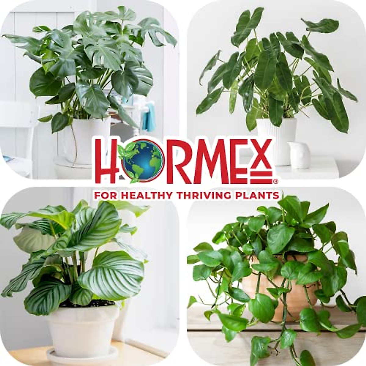 Hormex Rooting Powder #16 - for Difficult to Root Woody Plants - 1.6 IBA Rooting Hormone for Plant Cuttings - Fast & Effective - Free of Alcohol, Dye, Gel & Preservatives for Healthier Roots, 21g