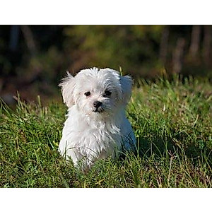 MY LUCKY PETS LLC Dog Skin Relief - Dog Healthy Hair and Coat - Shinny Coat - Skin Health - Immune Support - Nail Health - Dog Immune Health Treat - 120 Treats (2 Bottles)