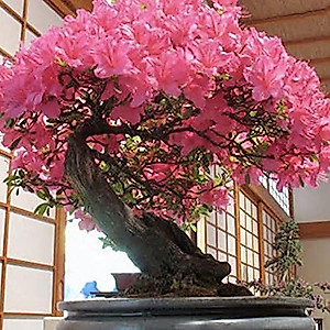 Flower Seeds for Planting Bonsai Tree Japanese Sakura Seeds Rare Japanese Cherry Blossoms Seeds 50 Pcs Pink Prunus Serrulata Fragrant Fast-Growing Flowers Seeds