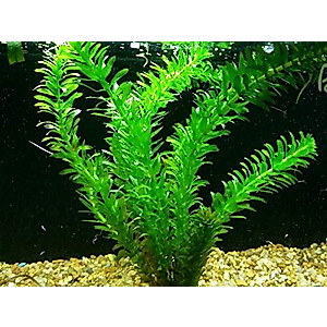 HOT! Anacharis Elodea Densa Tropical Live Aquarium Plants Aquatic Pond Bundle Stems
