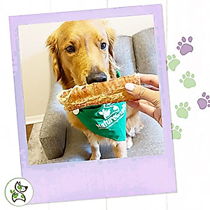 Nature Gnaws Beef Trachea for Dogs - Premium Natural Beef Bones - Simple Single Ingredient Crunchy Dog Chew Treats - Rawhide Free 6 Count (Pack of 1)