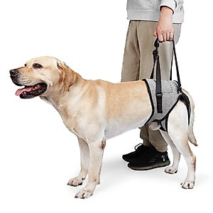 HDKUW Dog Lifting Harness,Dog Hind Legs Support Strap, Pet Portable Recovery Walking Training Lift Strap with Handle for Elderly Injured Amputation Disabled Dogs (XL)
