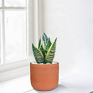 Thirtypot Terracotta Succulent Planter Pot with Drainage Hole, Large Round Shallow Bonsai Pot for Indoor Plants