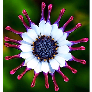 African Daisy Rare Blue Purple Daisy Flower Seed for Planting
