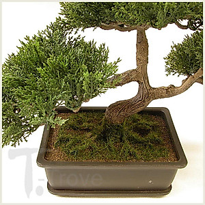 Artificial Japanese Cedar Bonsai Tree 9 inch Tall