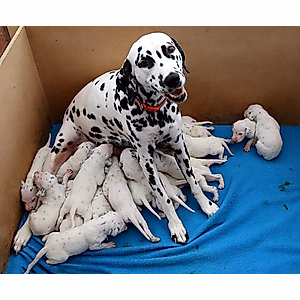 PHOTONIC20% 100 ML. BEST PET Vitamins Mineral Multi Vitamin Supplement Electrolytes Help Restore Urgently Animal Pet Care Nourish Blood Body Immunity Healthy Dog Cat Horse Pig Cattle Rooster Booster