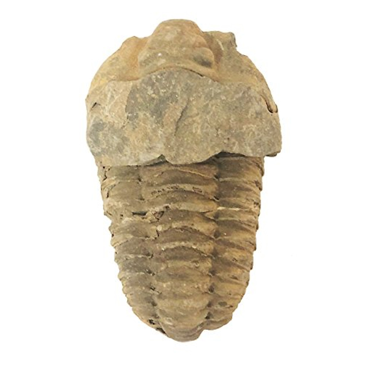 Authentic Mid-Grade Calymine Trilobite Fossil Specimen - 2-3 inches