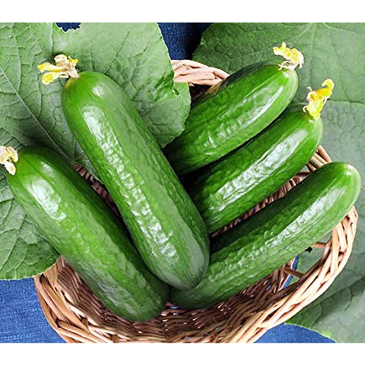 Grown in USA! 30+ Muncher Burpless Sweet Cucumber Seeds, Heirloom Non-GMO, Non-Bitter and Acid Free, Crispy and Sweet, Fragrant and Delicious, Cucumis sativus