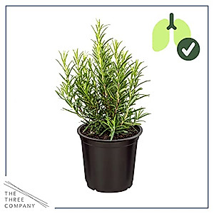 Live Aromatic and Edible Herb - Rosemary (4 Per Pack), Naturally Improves Breathing and Air Quality, 8" Tall by 4" Wide