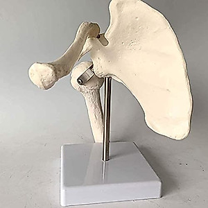 Study Model Educational Model ThreeDimensional Skin Structure Model Junior High School Biology Demonstration Teaching Aids Human Section Skin Tissue Layer Anatomy Enlarged Model,Medical Models LPKL