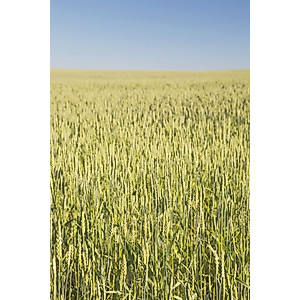 Posterazzi Green Wheat Field Alberta Canada Poster Print, (24 x 38)