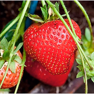 ZEshops 200pcs Cream Strawberry Seeds - Hardy Perennial Herb, Fall & Spring Planting, Vibrant Multi-Color Harvest (Red Strawberry)