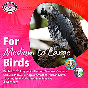 Super Bird Creations SB751 PVC Forager Bird Toy, Medium/Large Bird Size, 3” x 5” x 8”