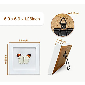 ITrixgan Real Butterfly Specimen In White Frame Display Insect Taxidermy Collection Craft Gift For Home Office Desktop Decor Science Education