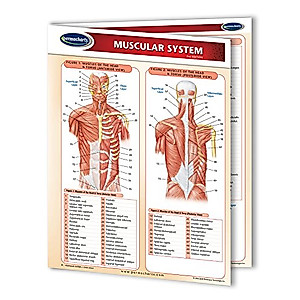 Chiropractic Medicine Guides - 4 Chart Bundle - Medical Quick Reference Guides by Permacharts