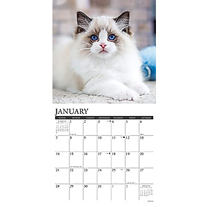 Willow Creek Press Ragdoll Cats Monthly 2024 Wall Calendar (12" x 12")
