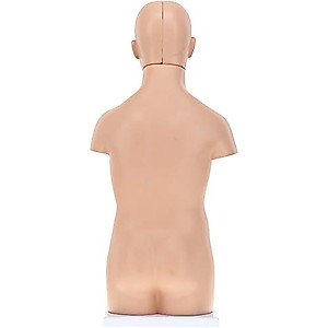 Axis Scientific 12-Part Unisex Mini Torso Anatomy Teaching Model, Includes Teaching Booklet
