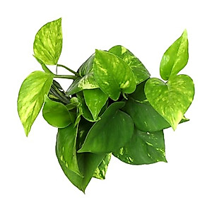 Altman Plants Golden Pothos Plant Live House Plant Live Plants, Trailing Plants Live Houseplants, Golden Pothos Live Plant Houseplant, Live Pothos Devils Ivy Live Plant Vine Money Plant Indoor Plants