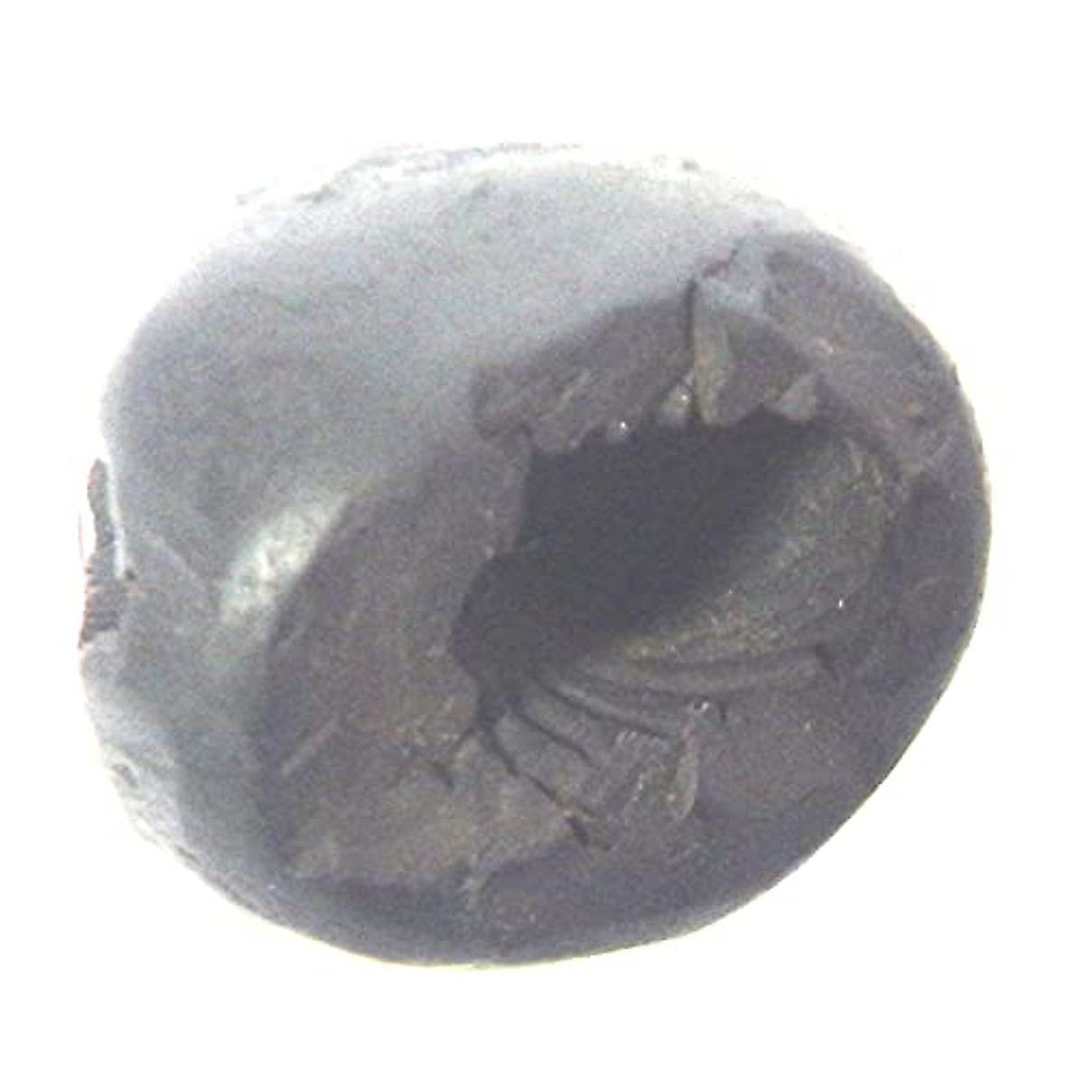 phoenix888 Kurma Laxmi Navnidhi Purnachakra Purnagarbha Shaligram