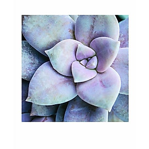Succulent Garden Notecards: 20 Different Cards and Envelopes (Blank Nature Cards, Botanical Cards)