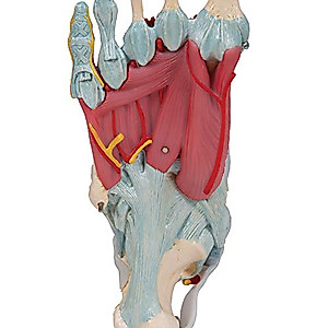3B Scientific M34/1 Foot Skeleton w/ Ligaments and Muscles - 3B Smart Anatomy